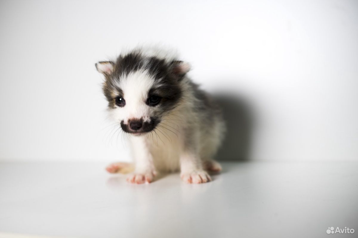 Лисенок мраморная крестовка