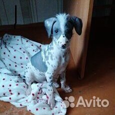 Отдам в добрые руки