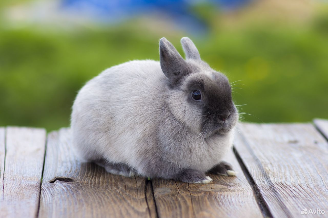 Кролик цветной карликовый голубой мардер