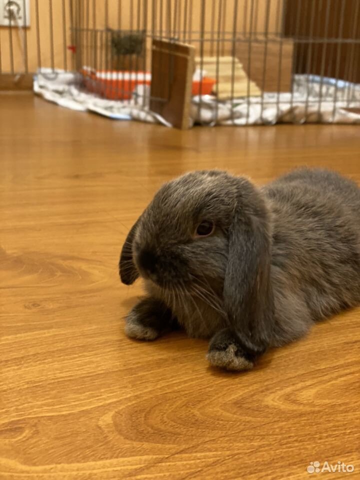 Кролик 3 месяца девочка вислоухий баран