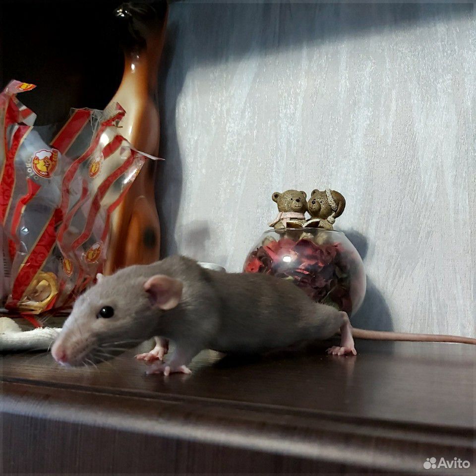 Крыса дамбо