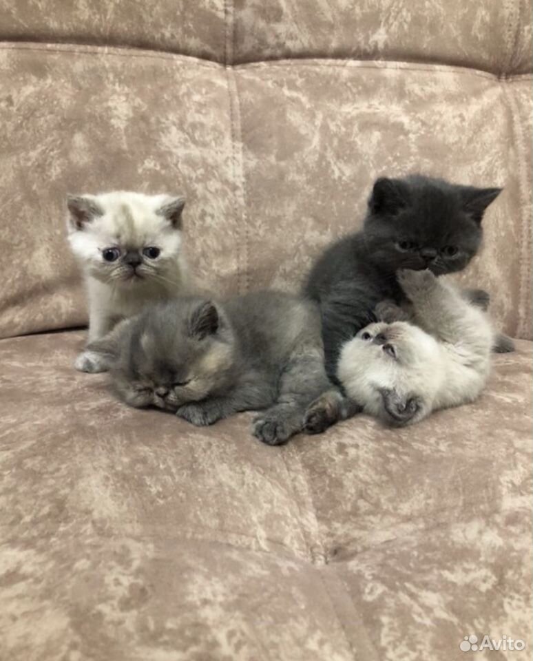 Экзотические котята