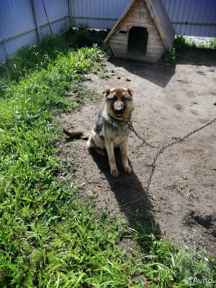 Немецкая овчарка