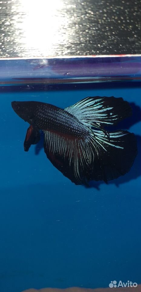 Рыбка Петушок Король Арно