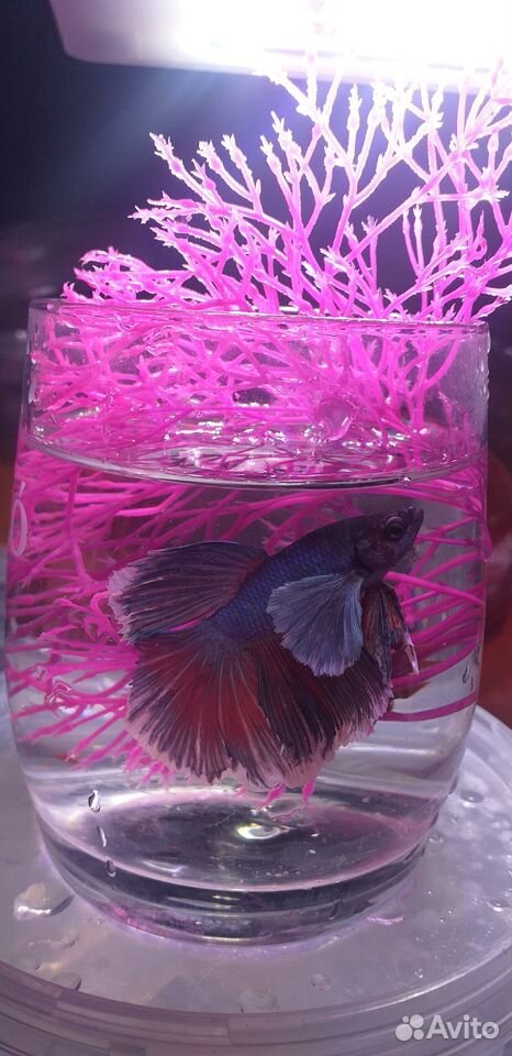 Рыбка Петушок лунная соната