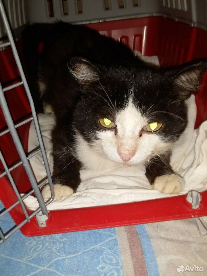 Возрастной котик Бакс