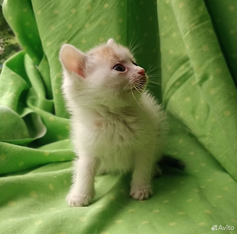 Отдам очаровательного котенка