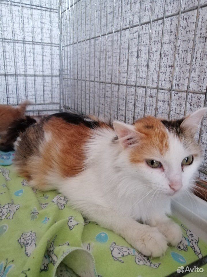 Луша Кошечка Богатка