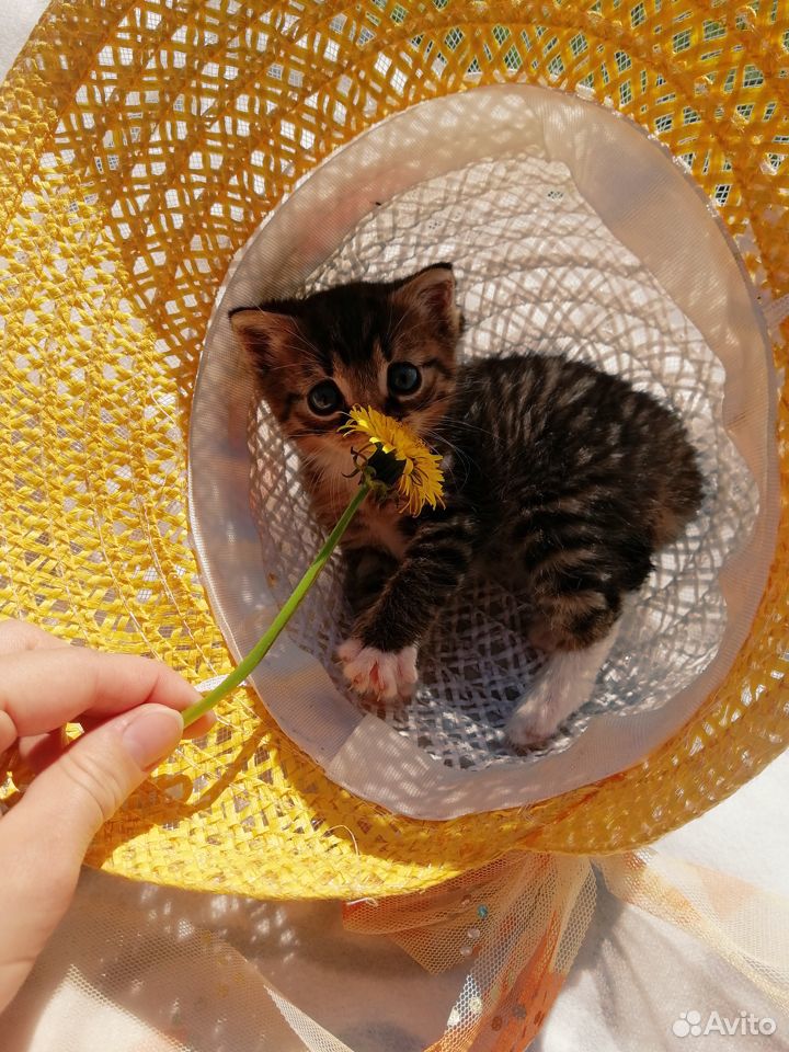 Котенок