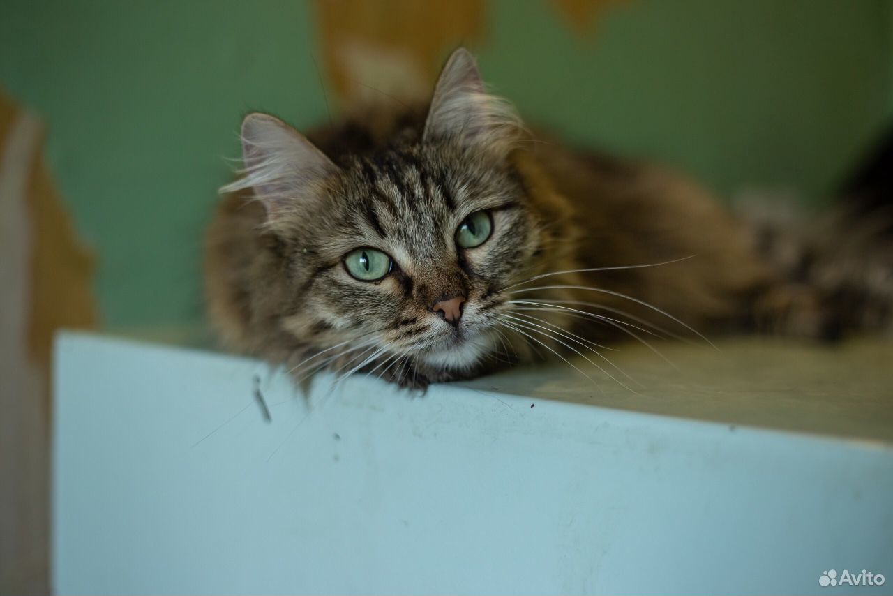 Кошка красивая