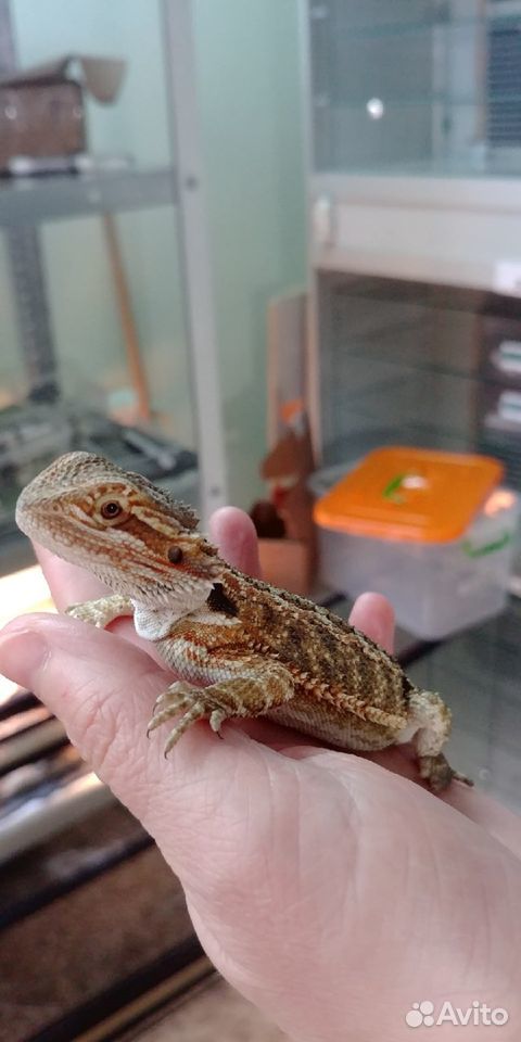 Бородатая Агама