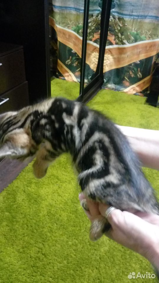 Котенок метис бенгал