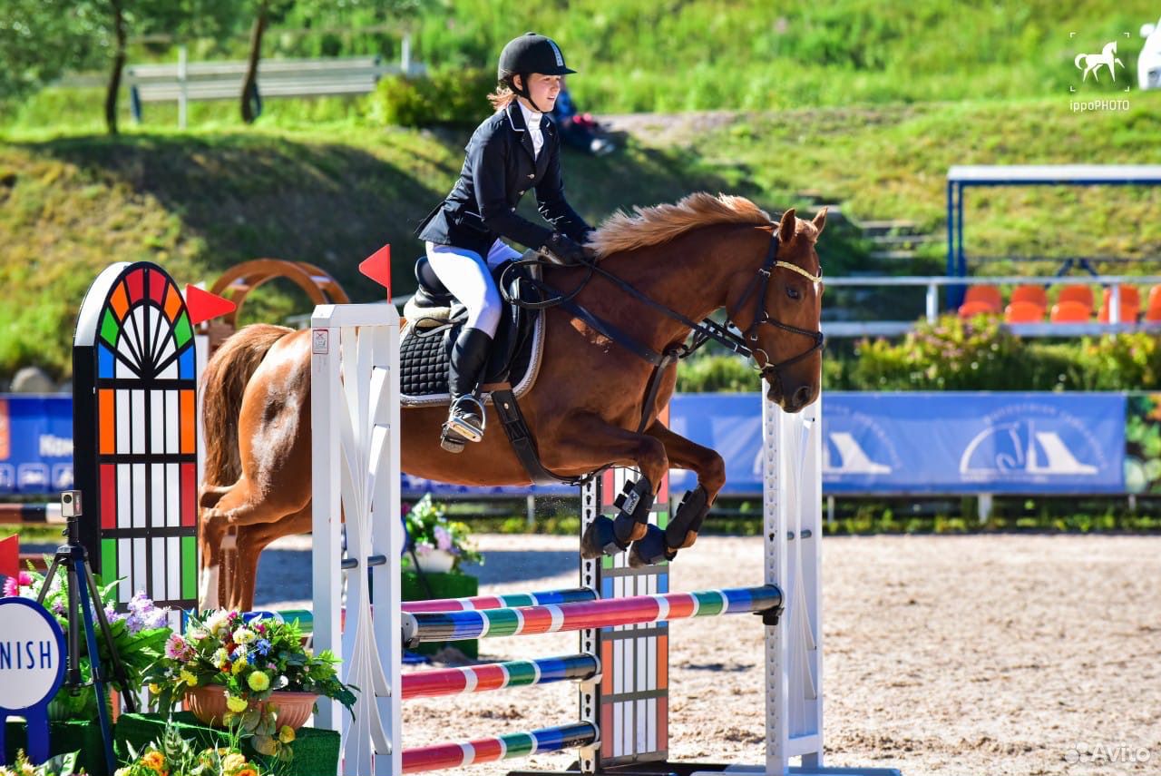 Спортивная кобыла