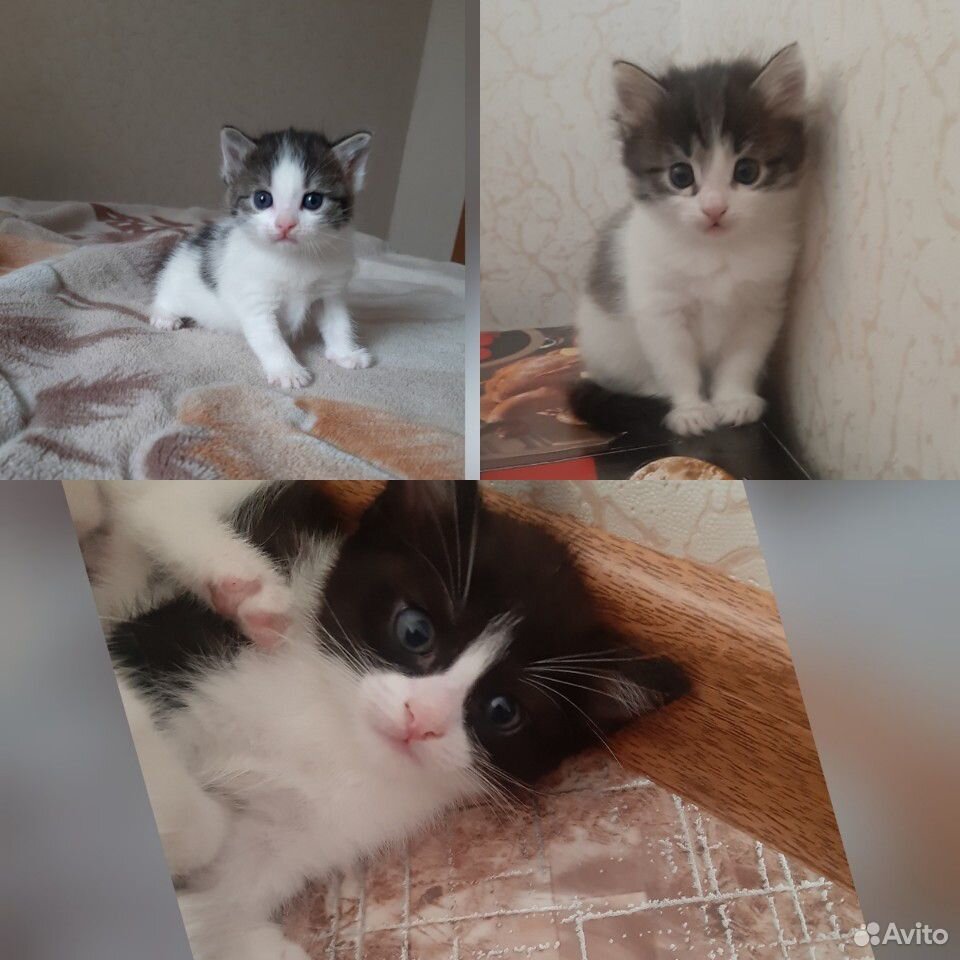 Котята
