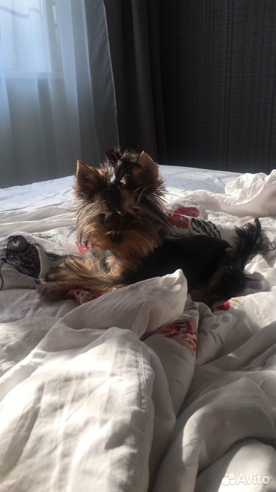 Йоркский терьер