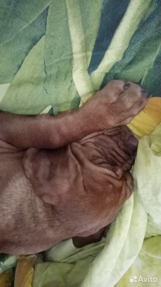 Бордовский дог