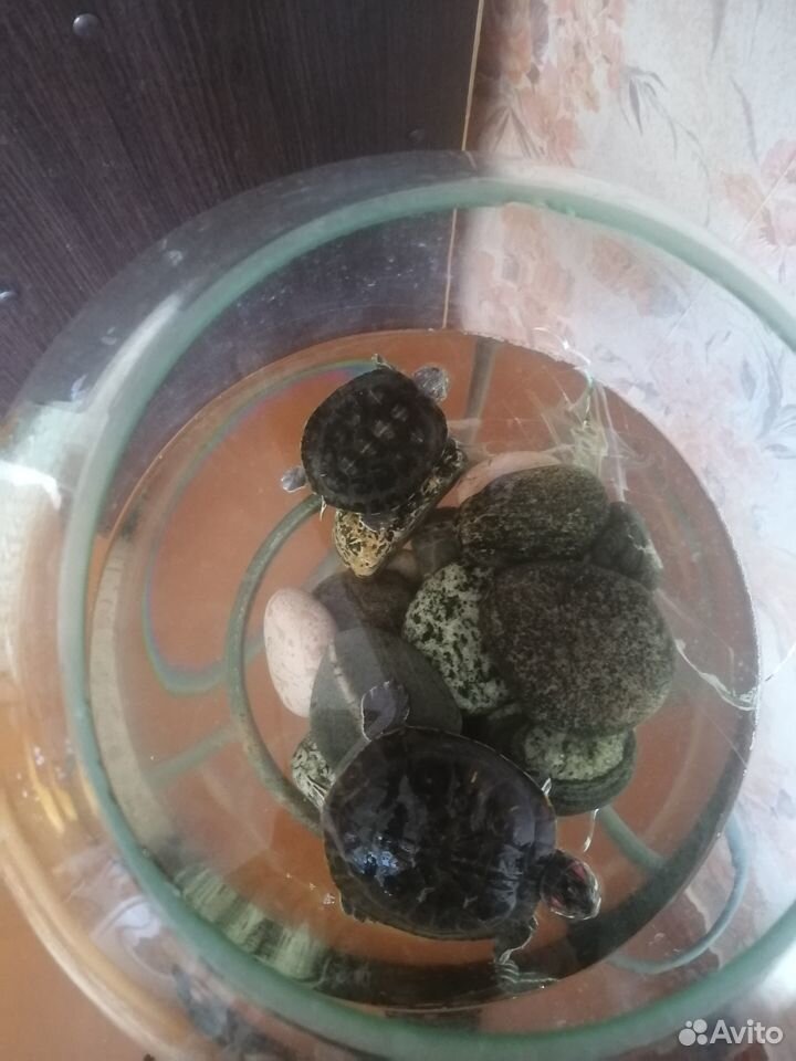 Красноухие черепахи