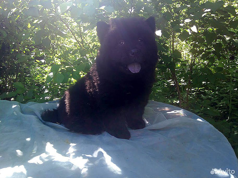 Чёрная красотка чау