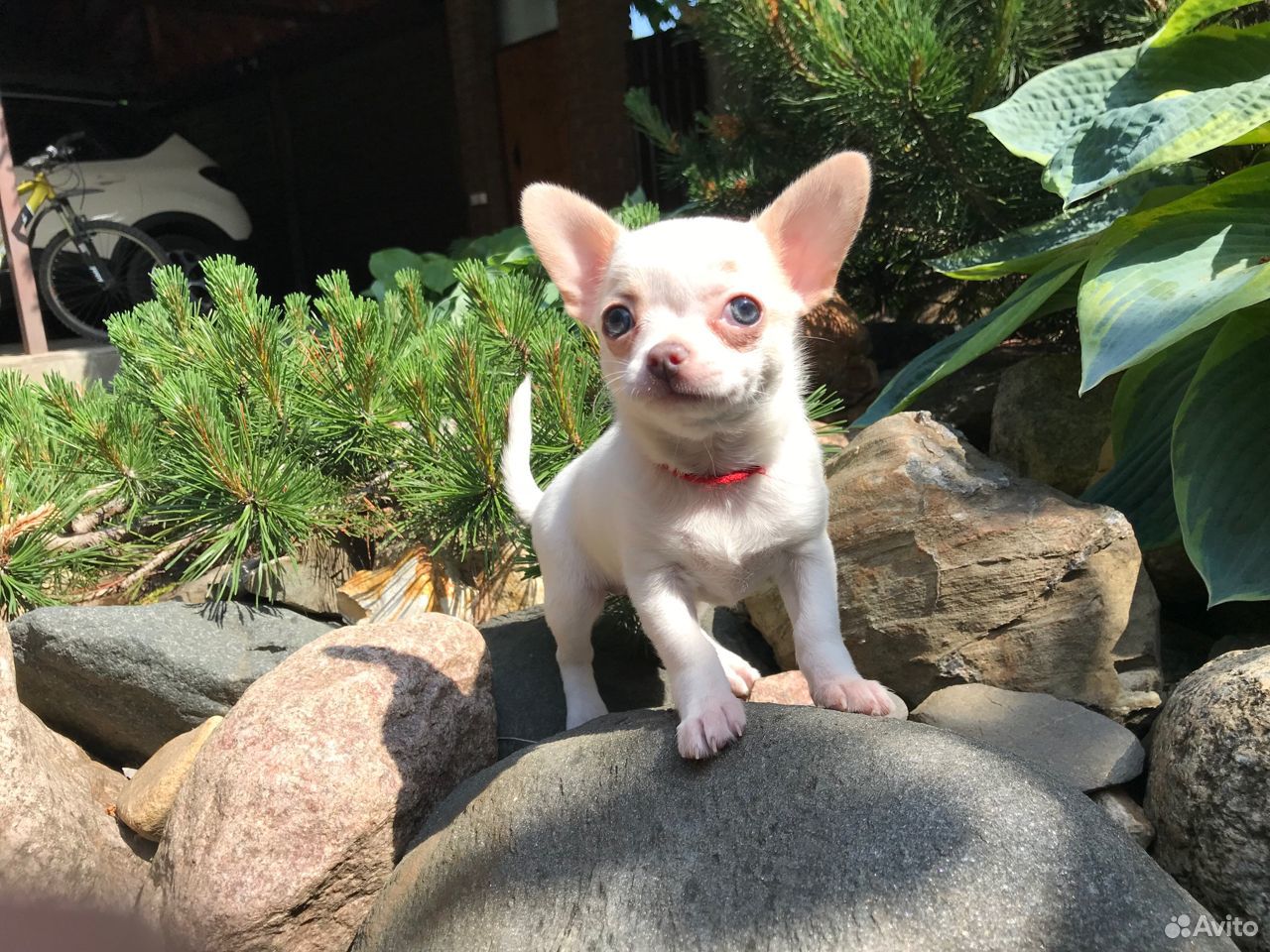 Чихуахуа девочка г/ш бело-кремовая 2 мес