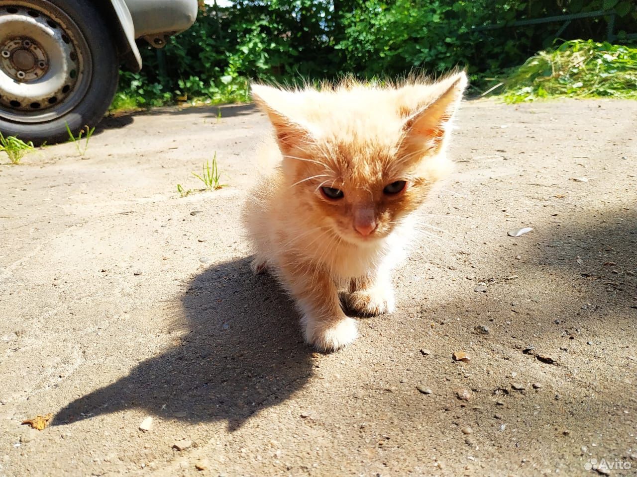 Котенок рыжее солнышко в дар
