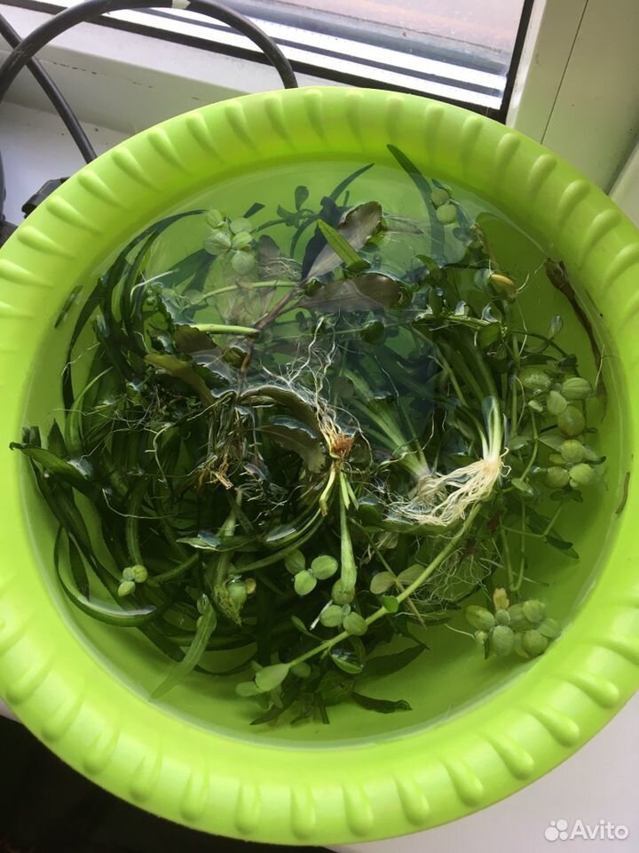 Прополка и грунт