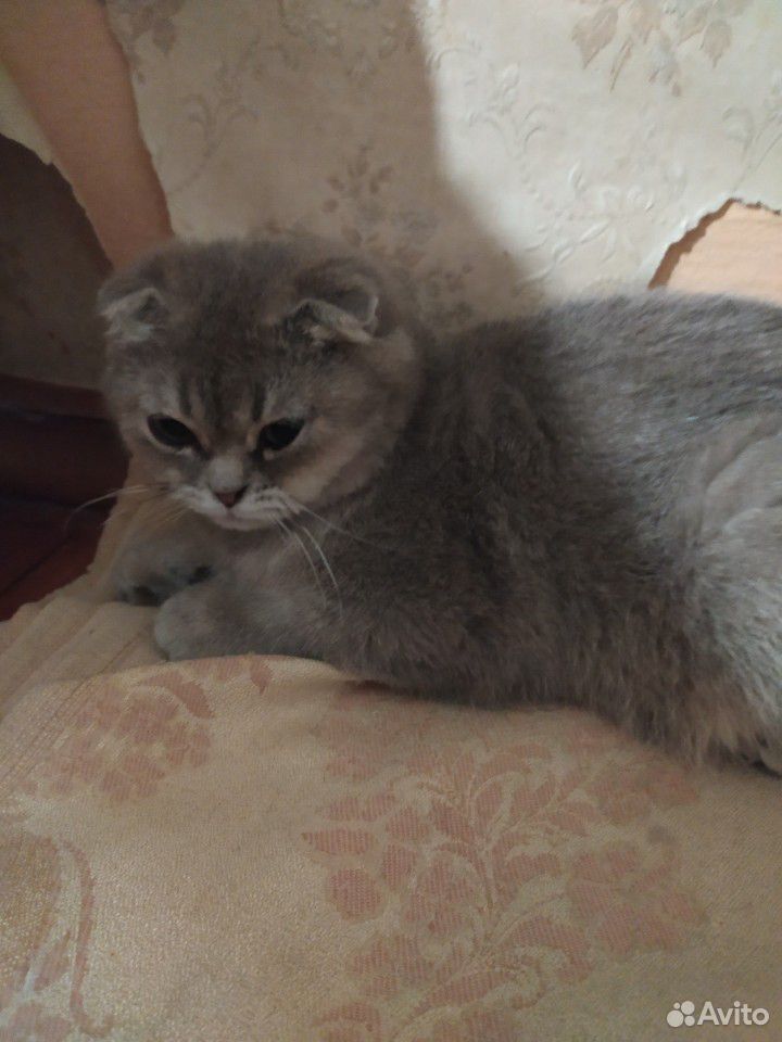 Шотландская вислоухая