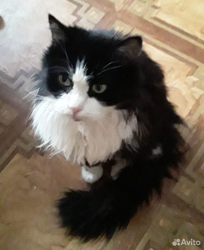 Кот Маркус ищет дом