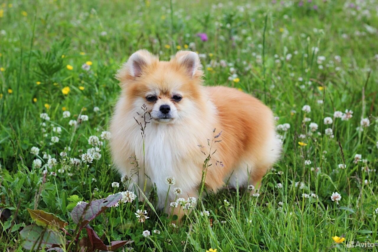 Померанский Шпиц