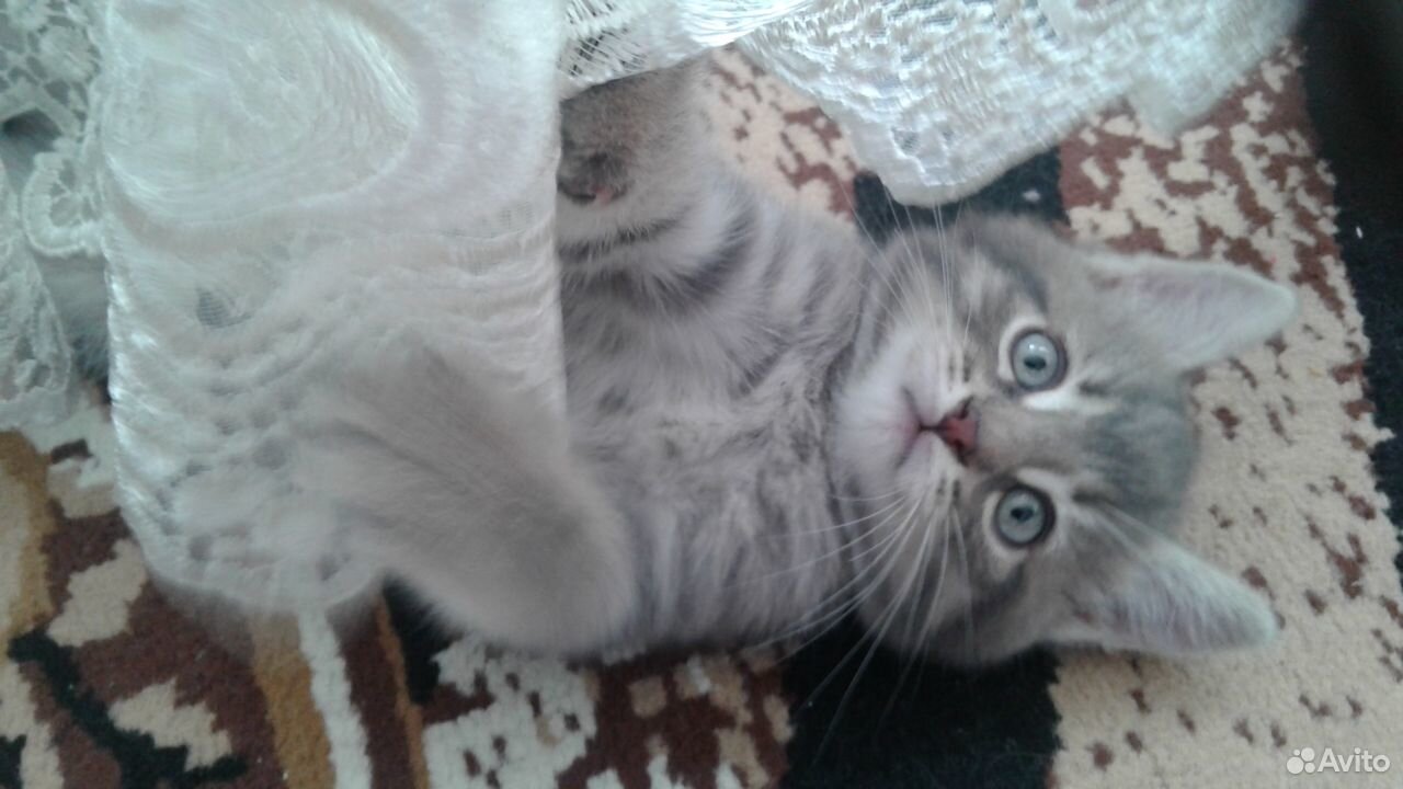 Серенький пушок и озорной тигренок