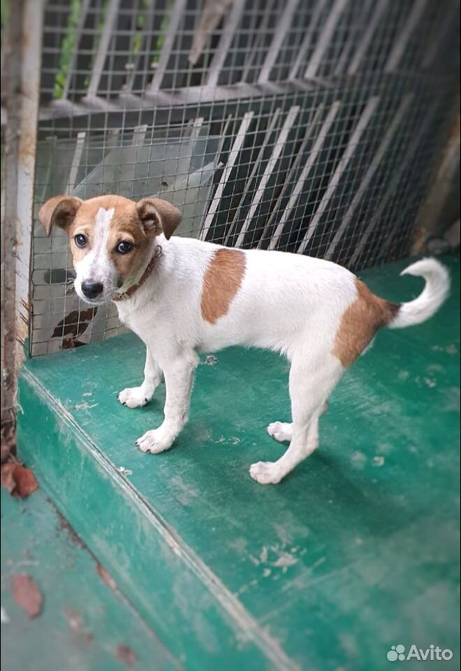 Ищет дом щенок мелкой Собачки Нала