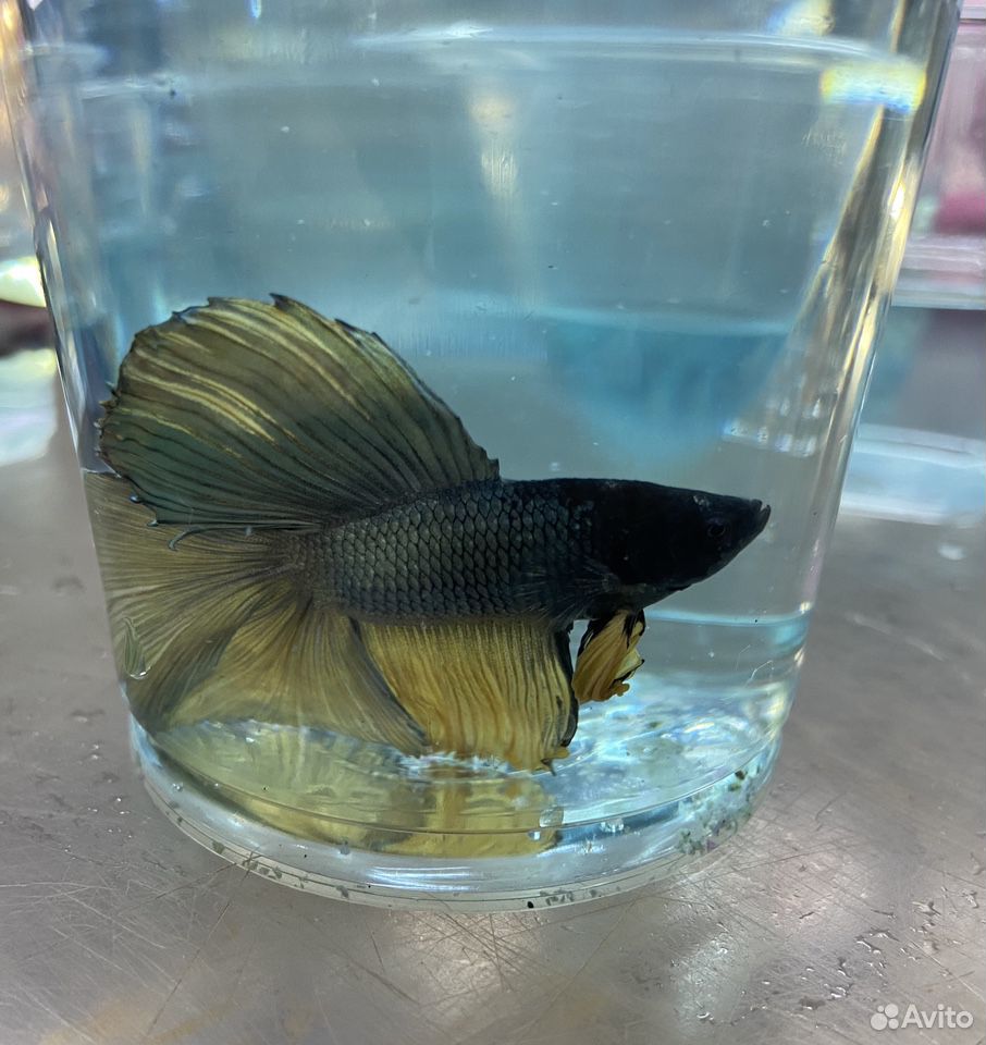 Петушок двойной хвост черно-золотистый всадник