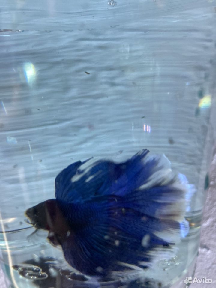 Петушок супердельта небесный ангел