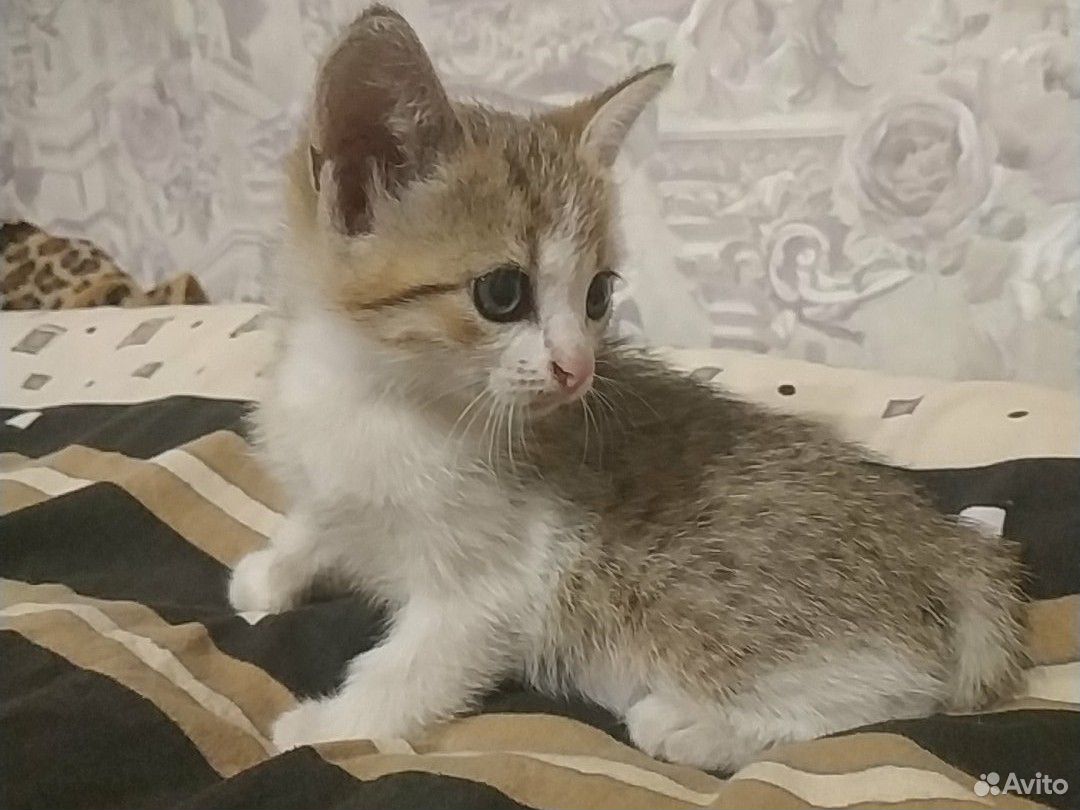 Кошечка