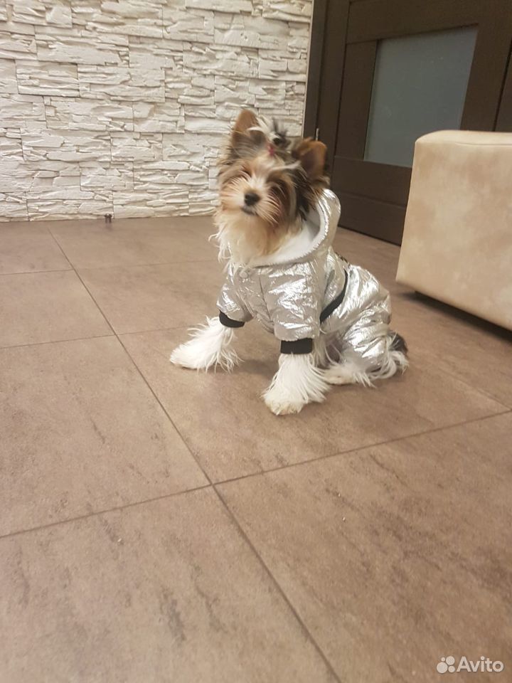 Щенок Биверйорка. 9 месяцев