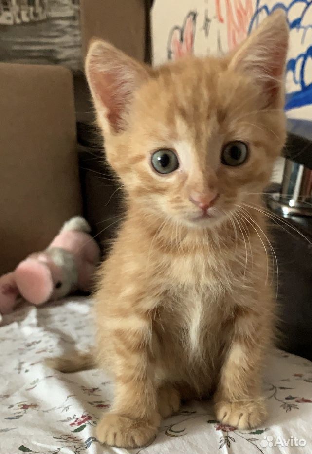 Рыженькое чудо