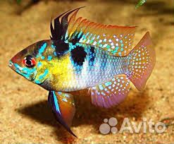 Апистограмма рамирези