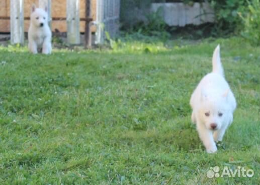 Щенки Сибирской хаски