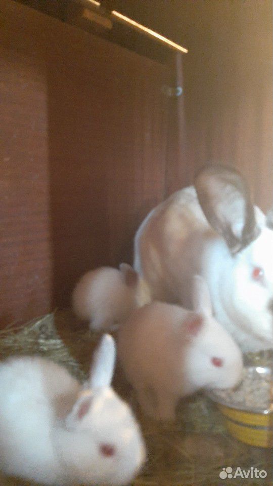 Кролики калифорнийские