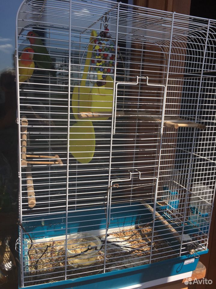 Продаются 2 попугая неразлучника вместе с клеткой