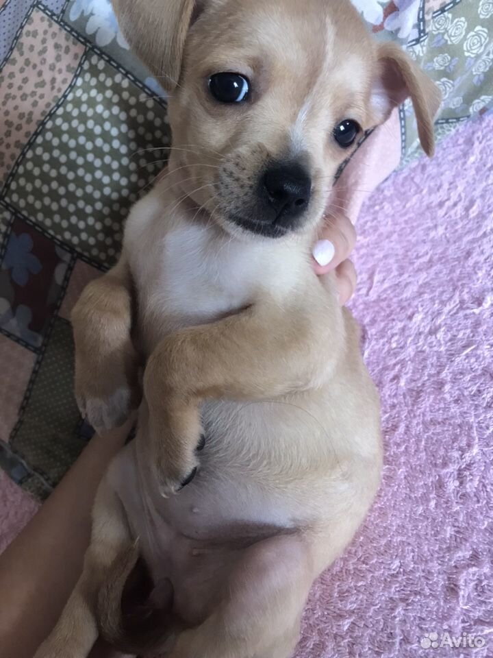 Собака той тейер девочка