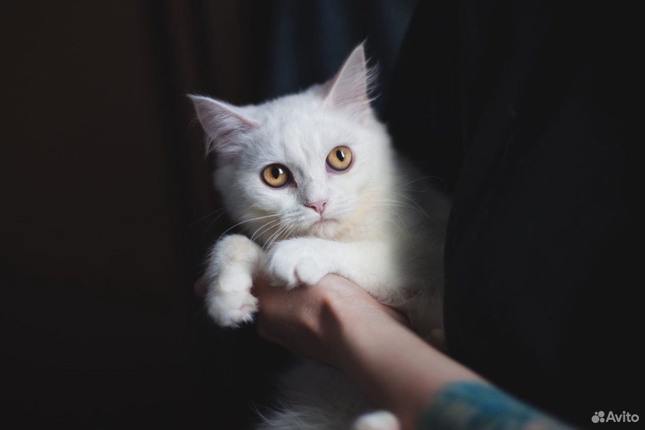 Белоснежная кошка ищет дом