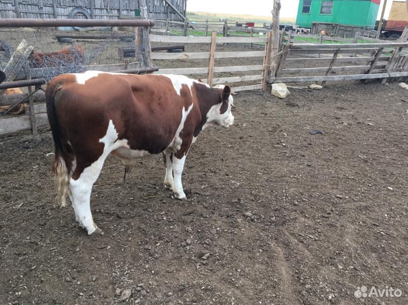 Продаются Бычки