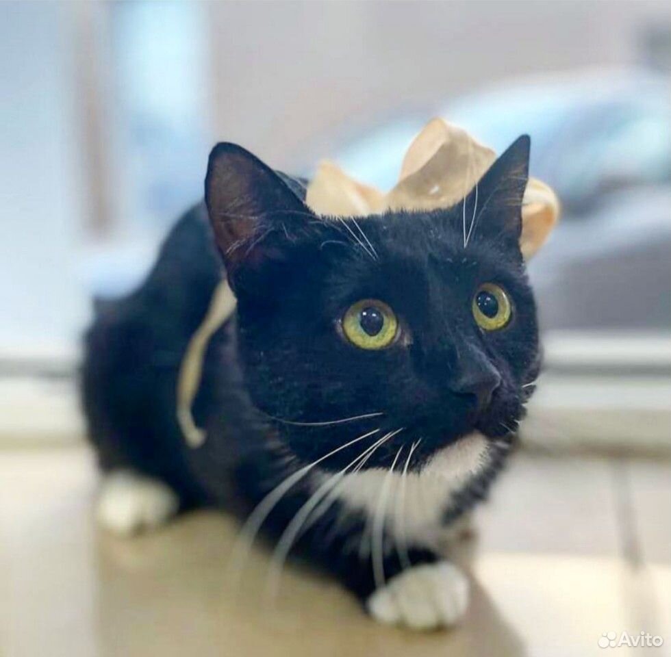 Бегемот замурчательный в поисках дома