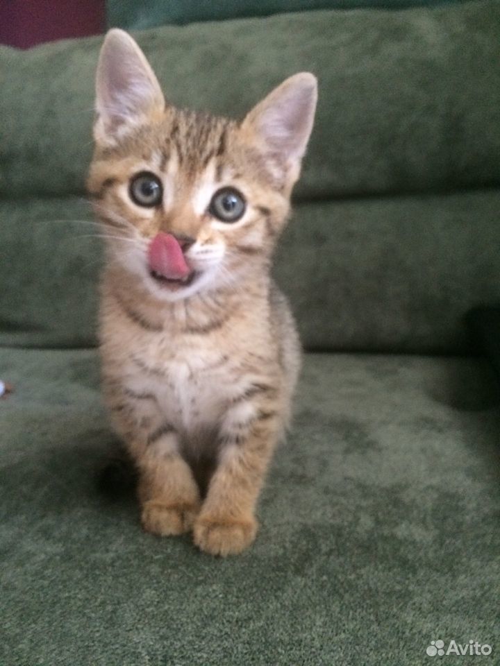 Мальчишки-братишки ищут свой дом