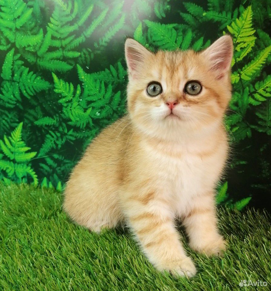 Британский кот