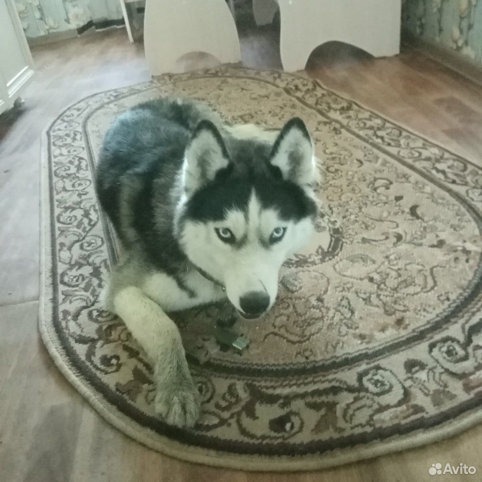 Отдам, Хаски в хорошие руки