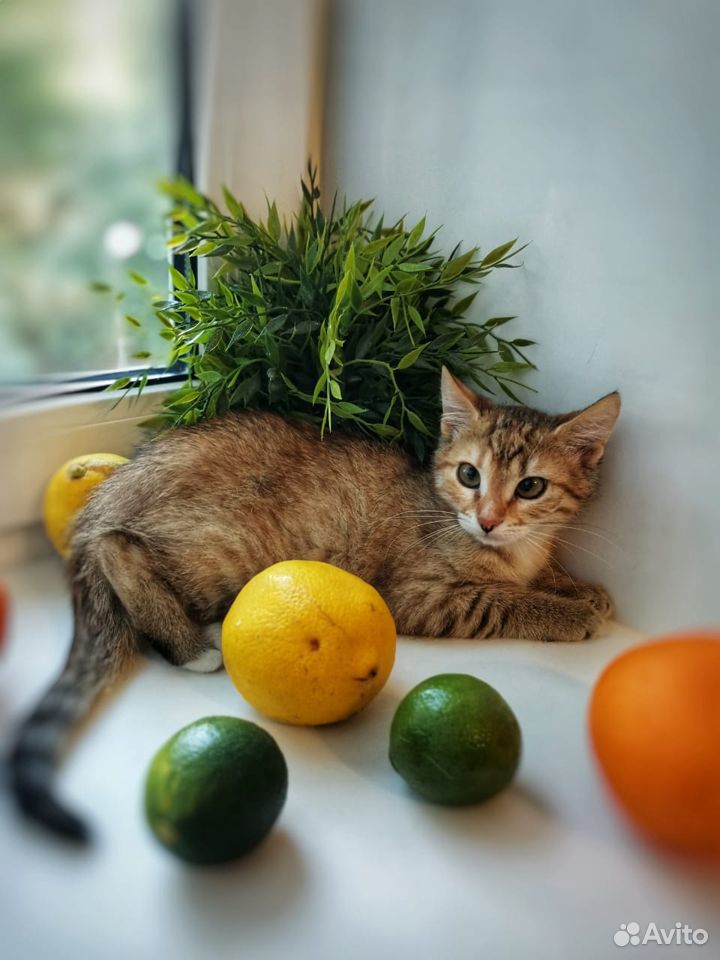 Пушистый комочек счастья