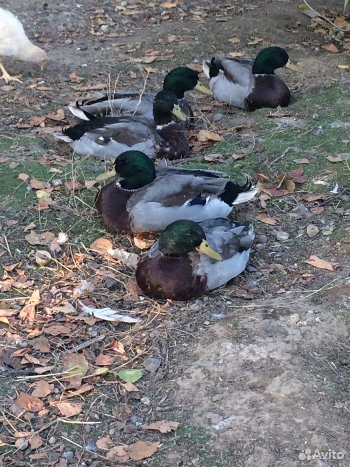 Дикие утки