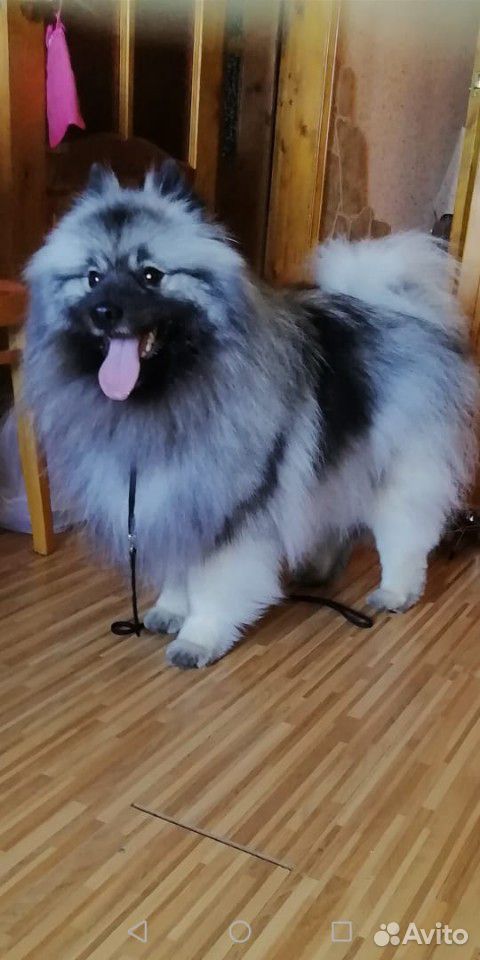 Кеесхонд-вольфшпиц