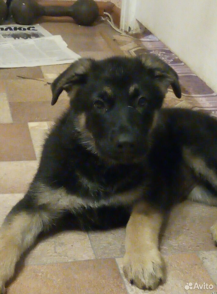 Восточноевропейская